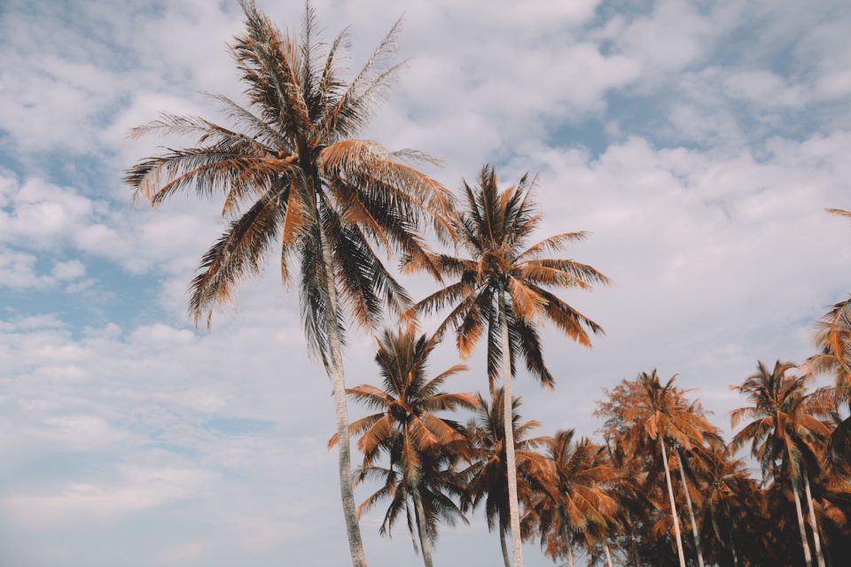Sélection Promod : jardin tropical - Le Blog de Néroli